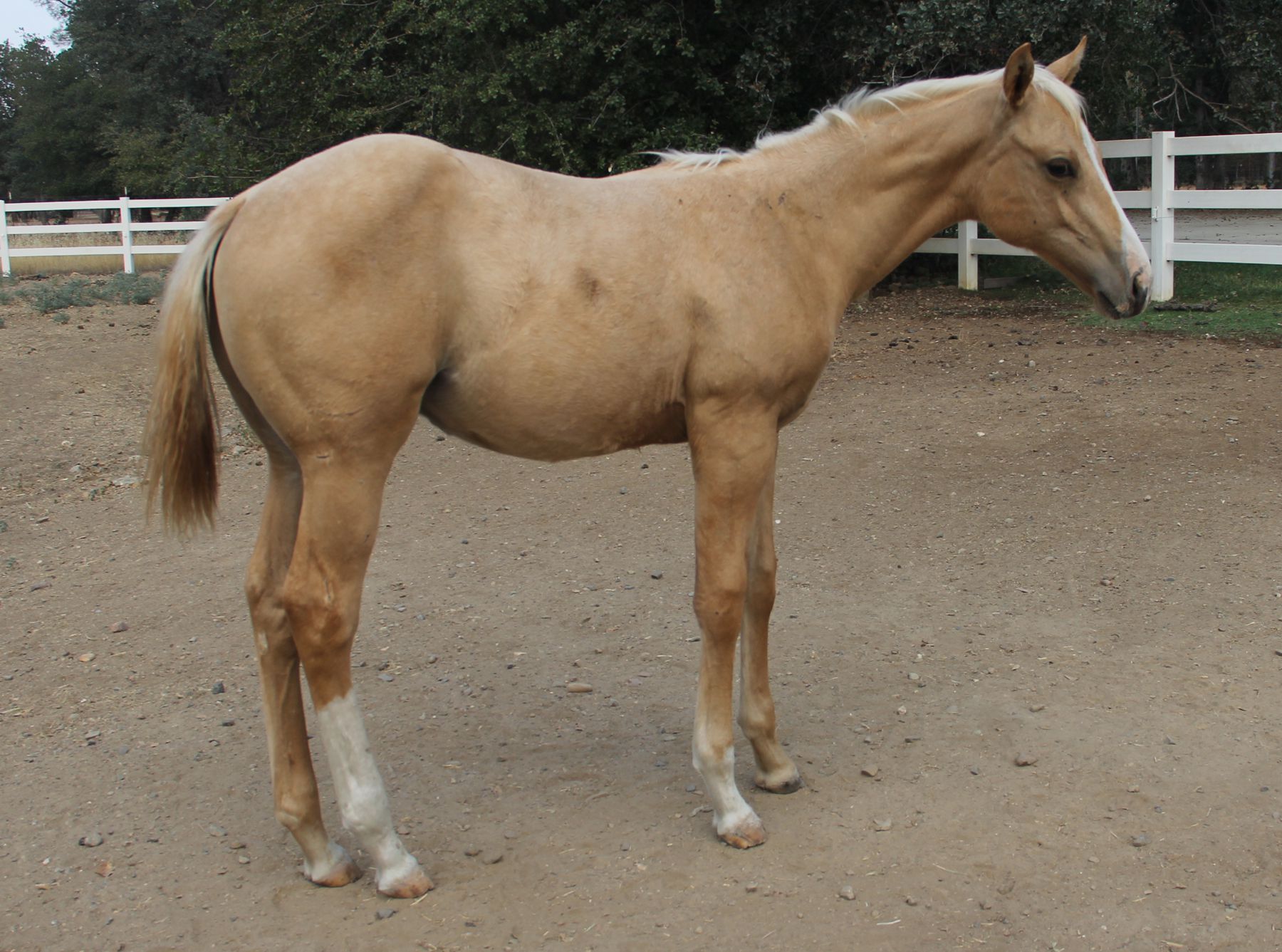 Quarter Horses & Paints For Sale